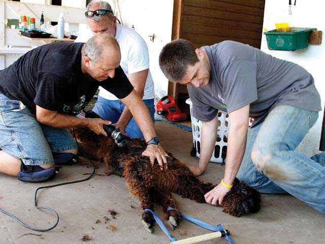Weekend event celebrates alpacas - Forsyth News