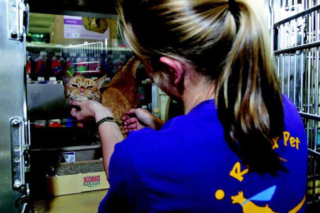 Humane Society of Forsyth debuts cat habitat - Forsyth News