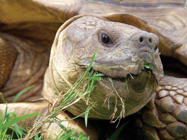 Escaped tortoise back safe - Forsyth News