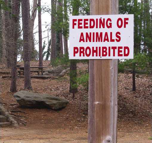 Cat quandary - Forsyth News