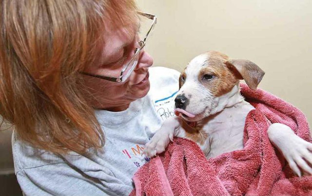 Move-in day at new animal shelter - Forsyth News