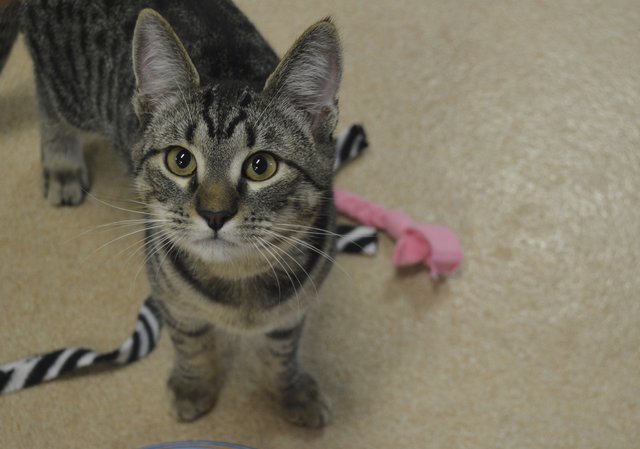 Animal shelter offering two-for-one cat adoptions through October ...