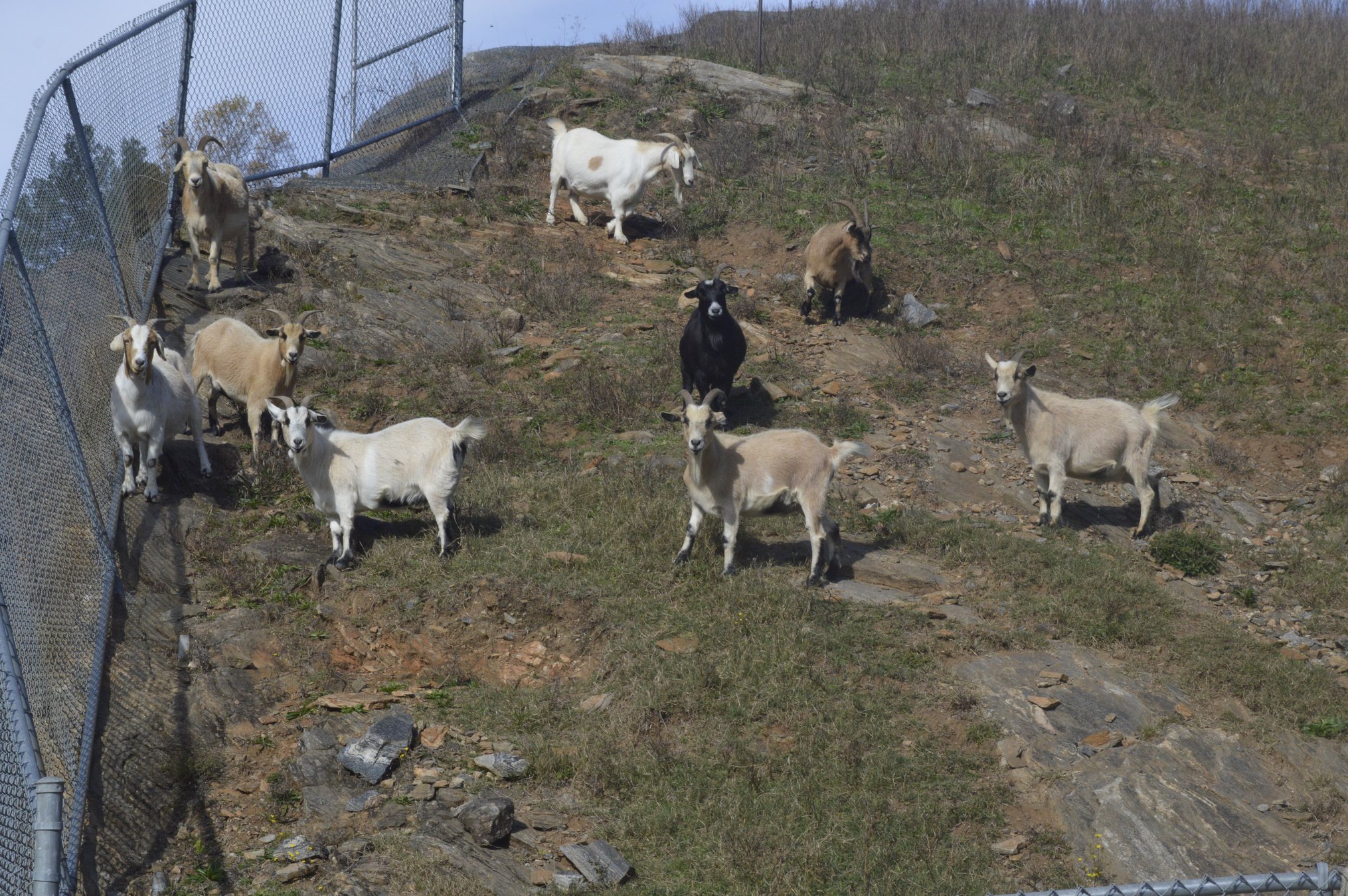 Goats at Buford Dam handle landscaping - Forsyth News
