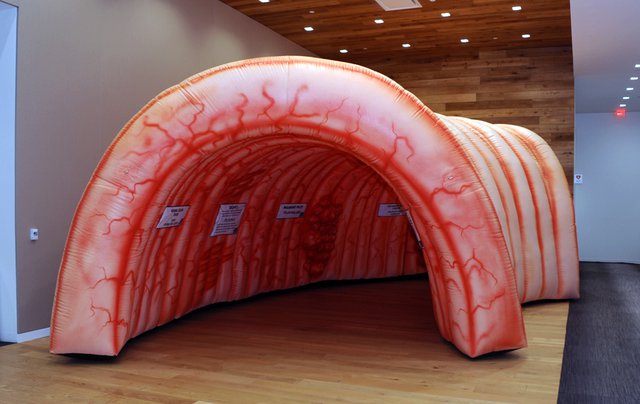 Giant inflatable colon comes to Fairgrounds as part of national tour ...