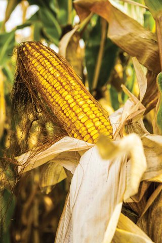 Aww shucks! Here are some ways to enjoy corn this summer - Forsyth News