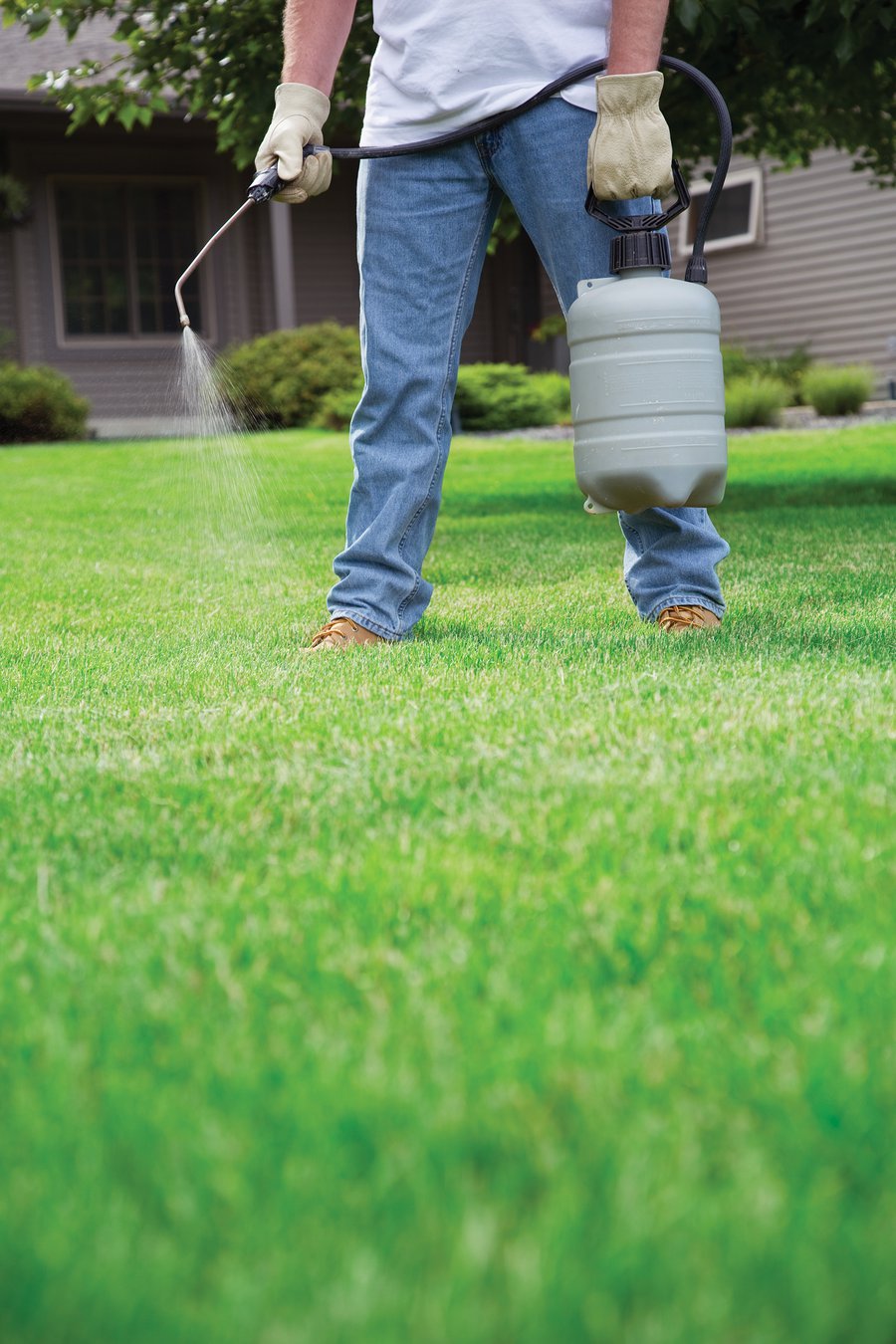 Extension: Pre-emergent herbicides now reduce lawn weeds later ...