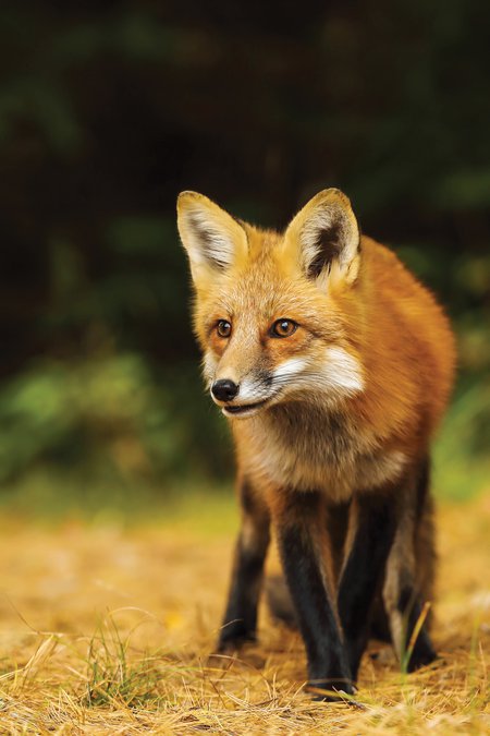 Rabid fox identified in north Forsyth County - Forsyth News