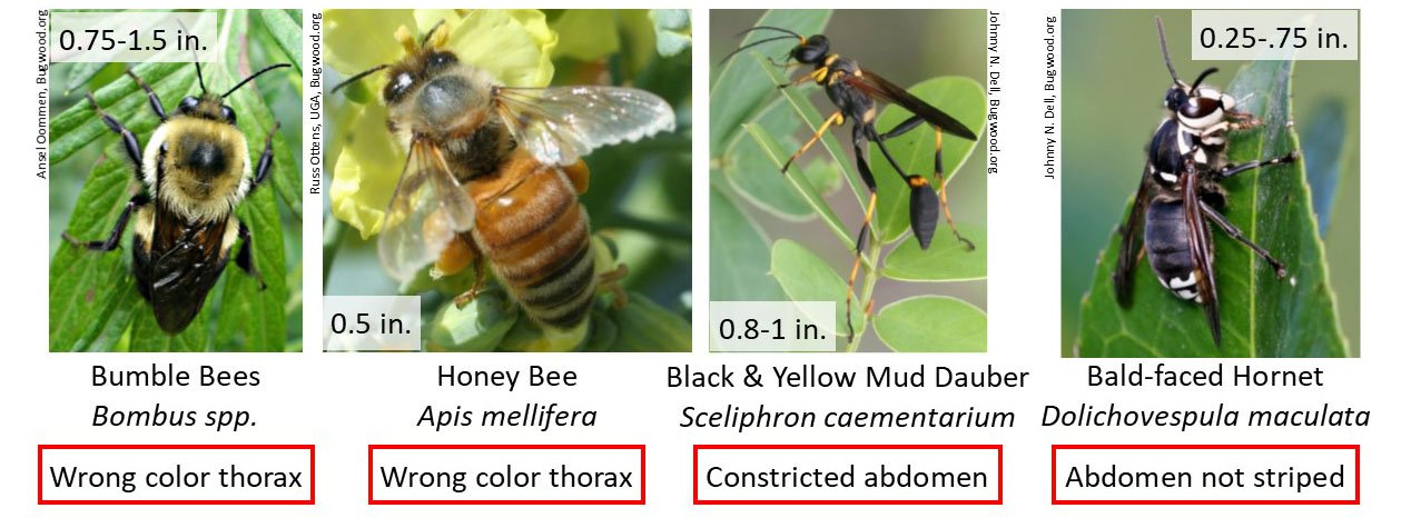 Asian giant hornet is scary, but no sign of insect in Georgia - Forsyth ...