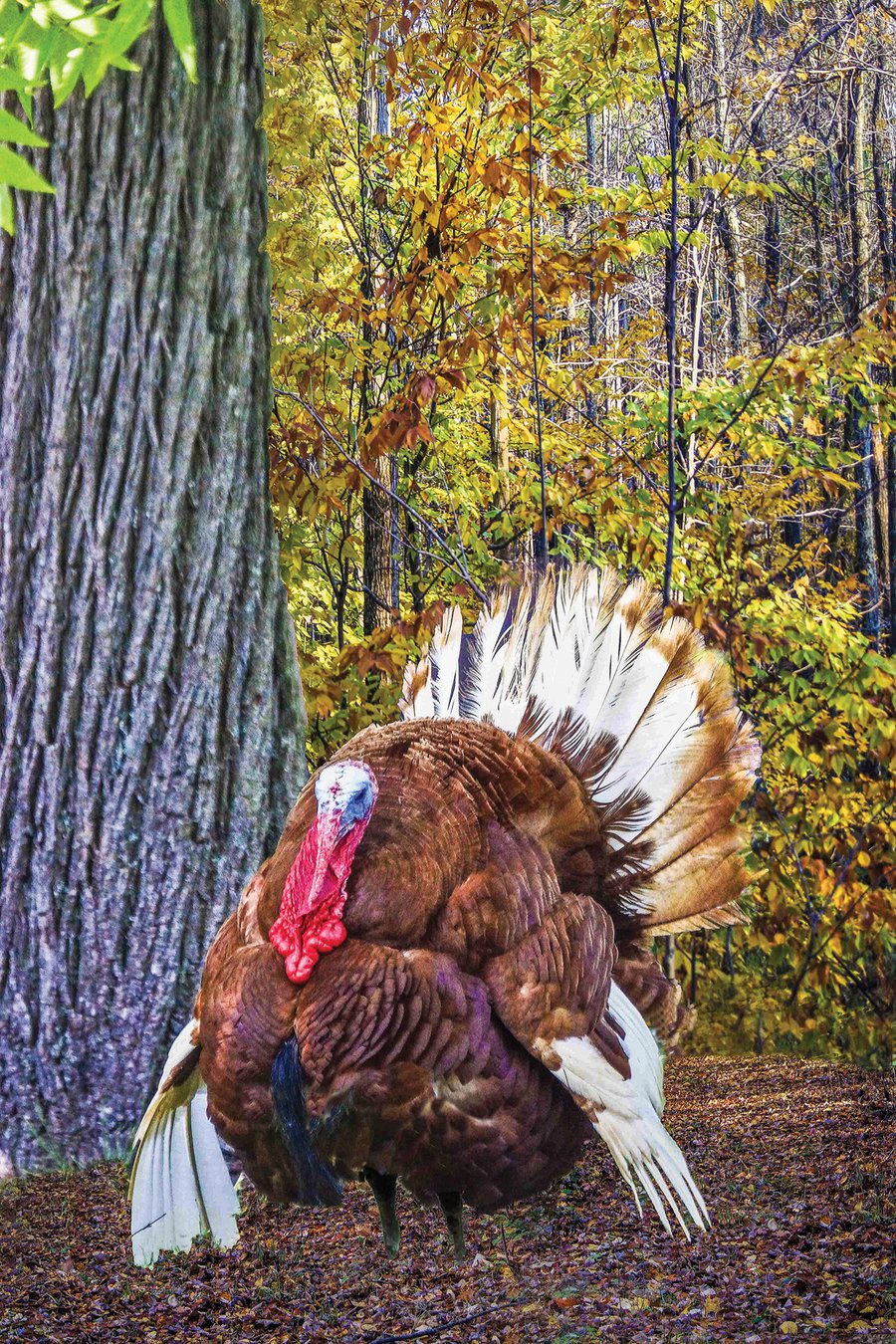 VFW Turkey Shoot to start this weekend - Forsyth News