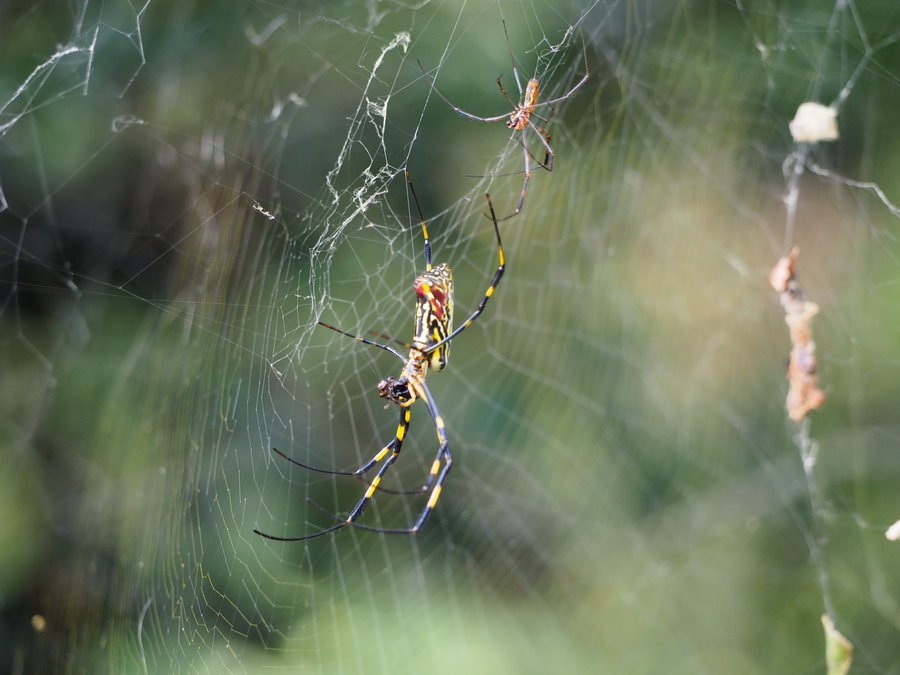 What are these spiders doing here? UNG team studying invasive Joro ...