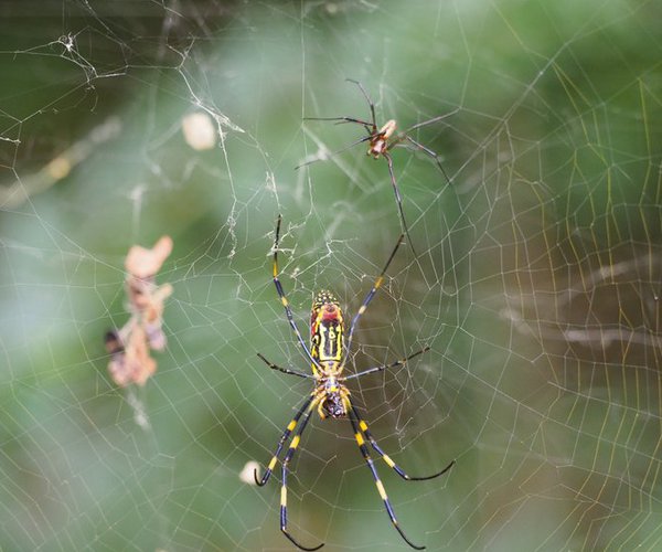 Is this a Joro spider? Deciphering between Georgia’s yellow creepy ...