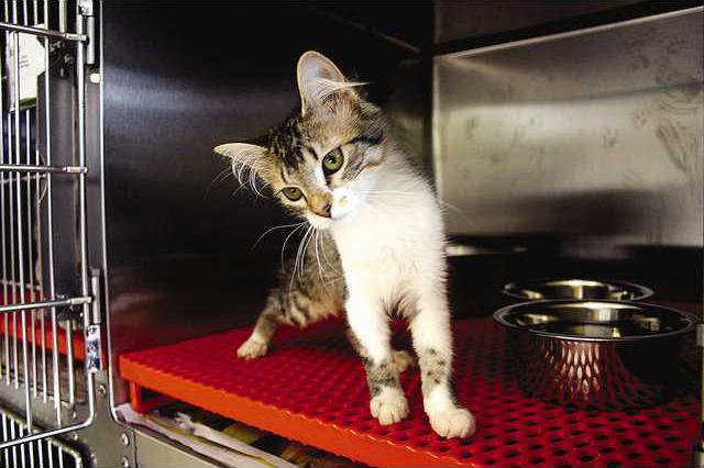 Forsyth County Animal Shelter needs fosters, showcases new volunteer ...
