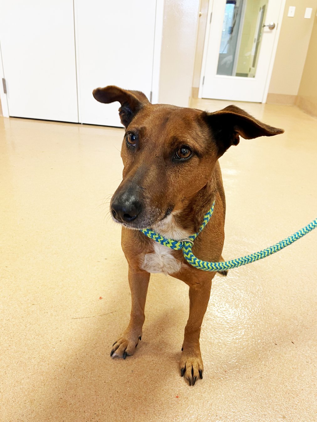 Forsyth County Animal Shelter needs fosters, showcases new volunteer ...