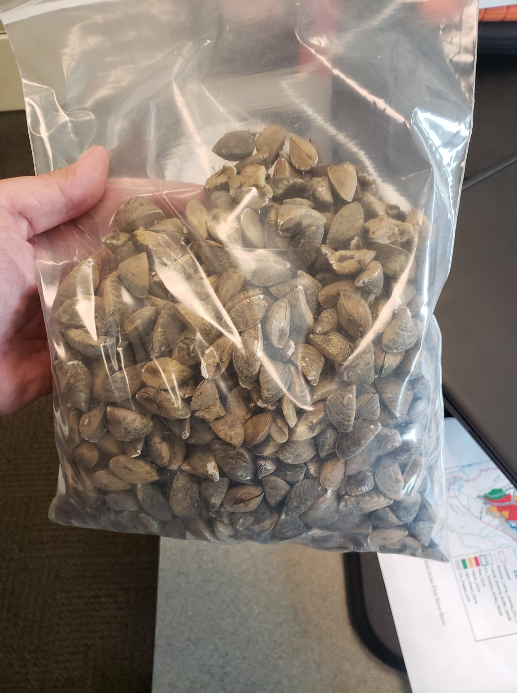 Invasive zebra mussels found on boat bound for Lake Lanier - Forsyth News