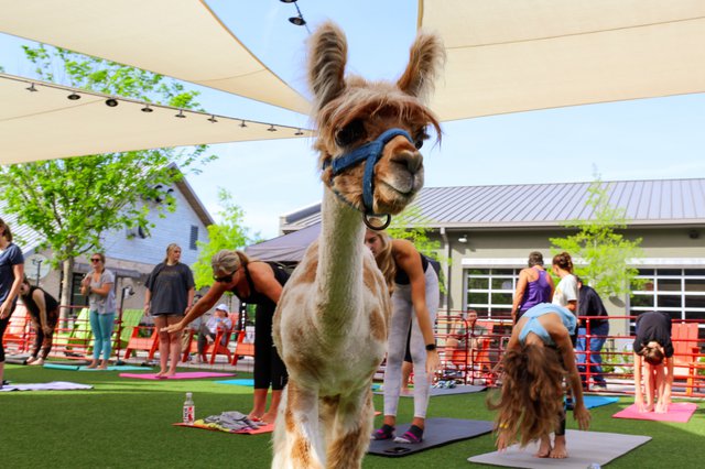 5 events in Forsyth County to end July with a bang - Forsyth News