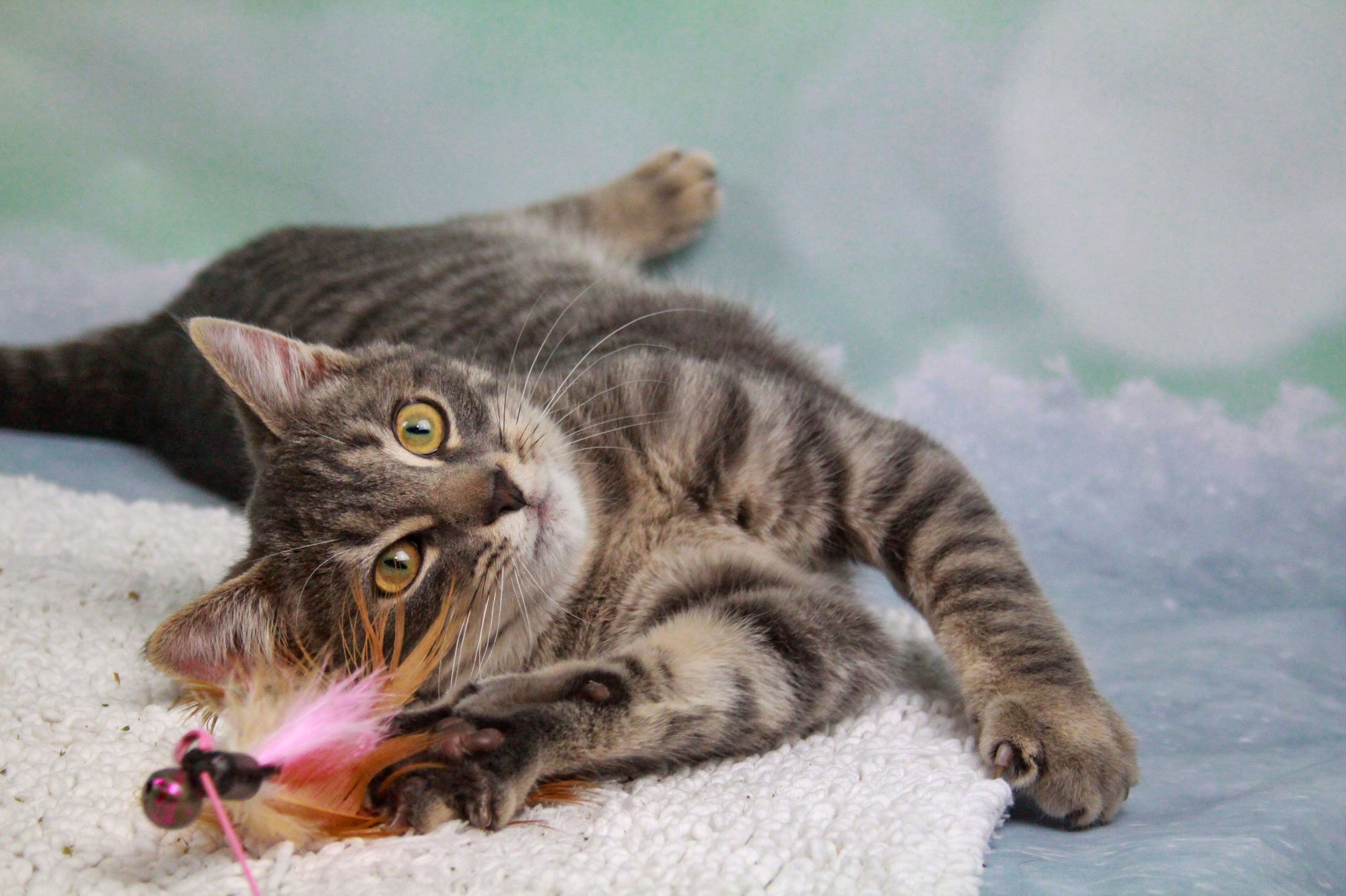 Forsyth County Animal Shelter waives adoption fees through end of 2021 ...