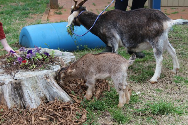 Central, Denmark students receive Gold Chapter Awards at FFA state ...