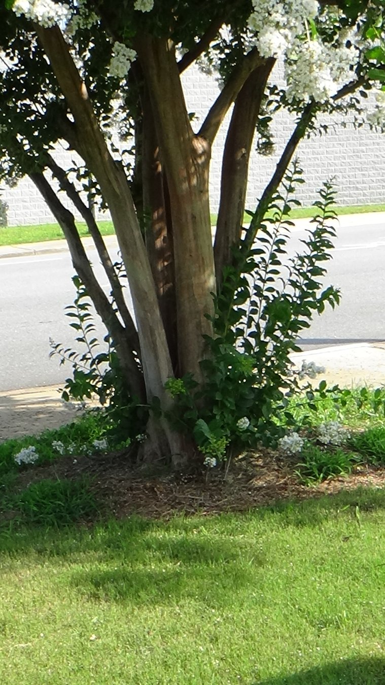 Extension: The case against crape murder – in pictures - Forsyth News