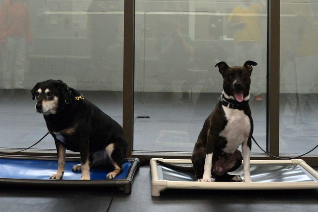 Update: These two specially trained dogs now have their furever homes ...