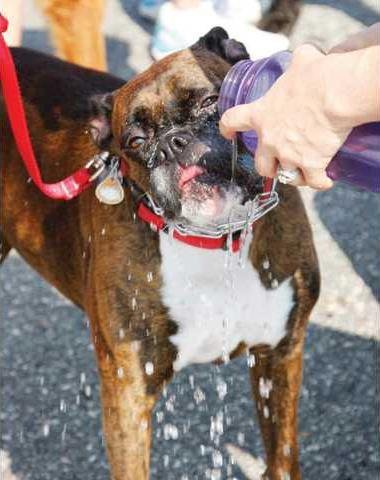 OPINION: Protect animals from the dangerous heat - Forsyth News