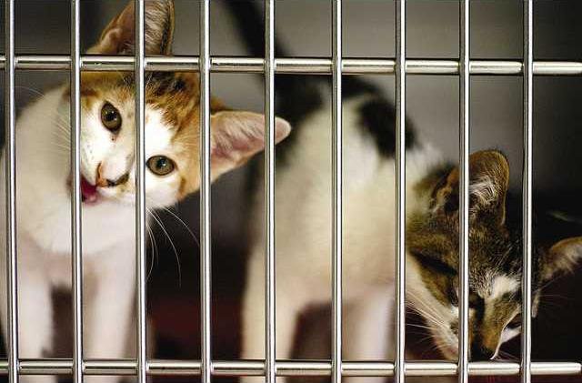 No vacancy: Animal Shelter at capacity. Here’s how you can help ...