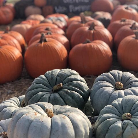 Here are 9 places to enjoy fall festivities in and around Forsyth ...