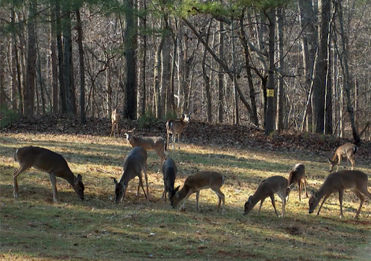 Forsyth County government is ready to launch its first deer hunt. Here ...