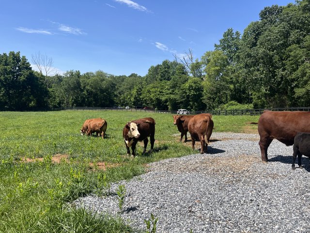 Where’s the beef? A new cattle ranch in Forsyth County wants to show ...