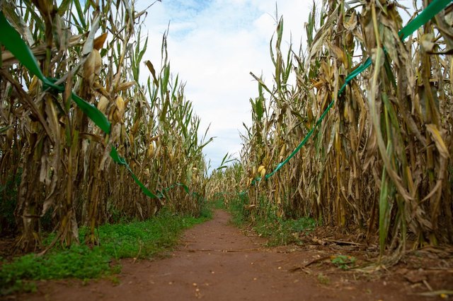 Your guide to 2020 North Georgia fall festivals - Forsyth News