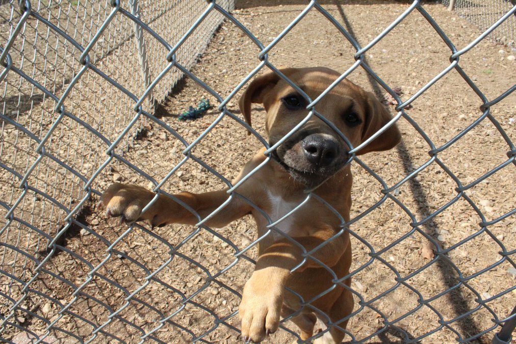 Forsyth County has a pet overpopulation problem. Here’s how they’re ...