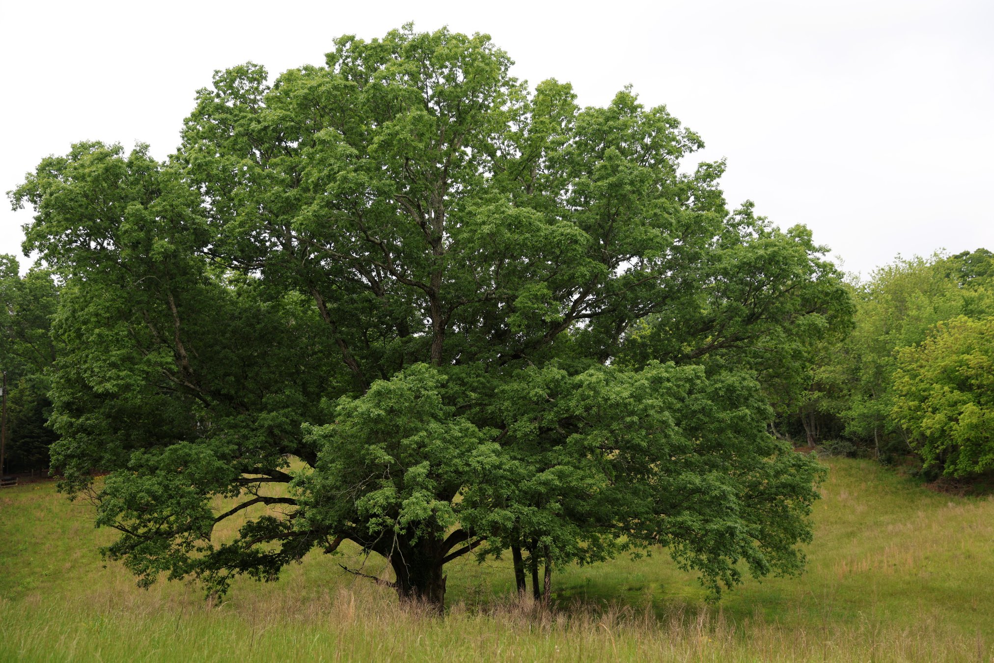 Update: Commissioners vote on whether developer can take down 200-year ...