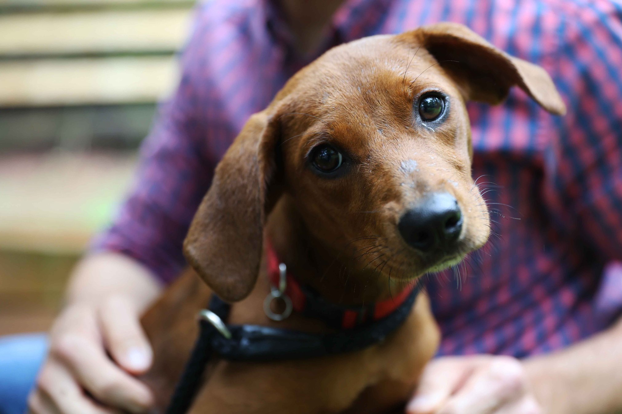 Summer months result in more missing pets. Here’s how to protect yours ...