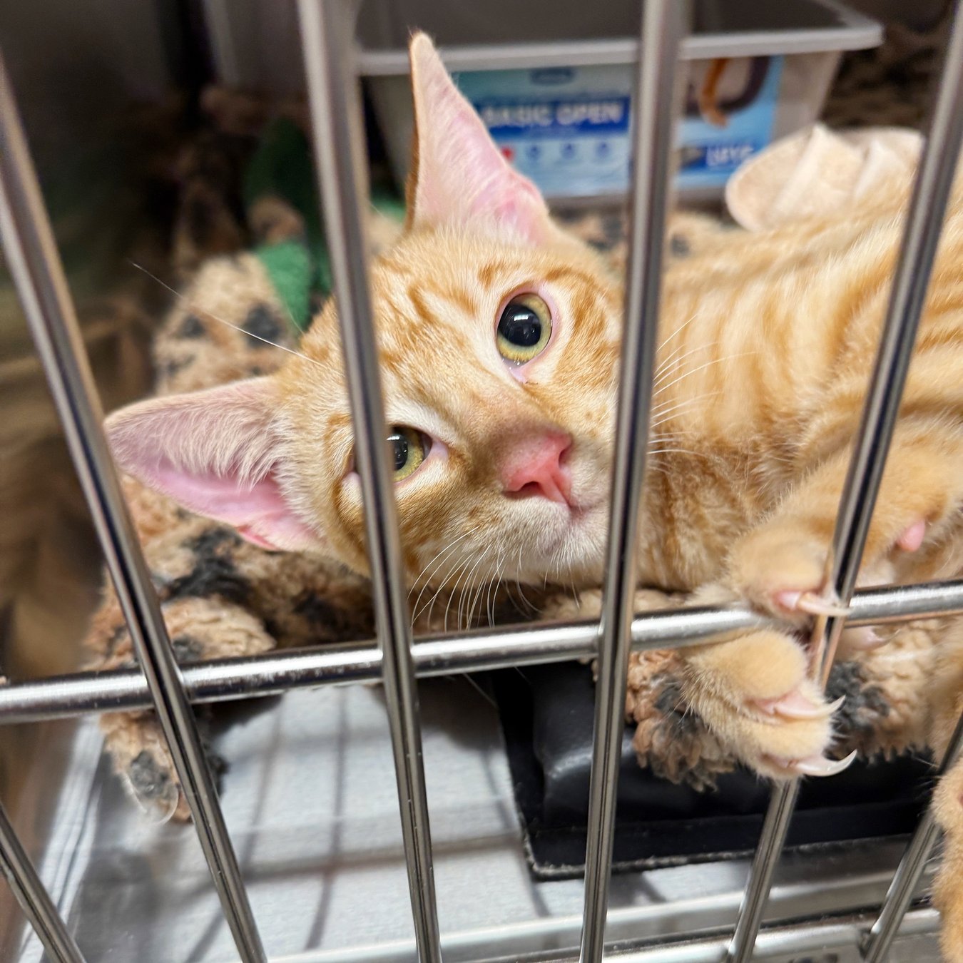 Missing Furkids cat found after van totaled in I-85 wreck that killed ...