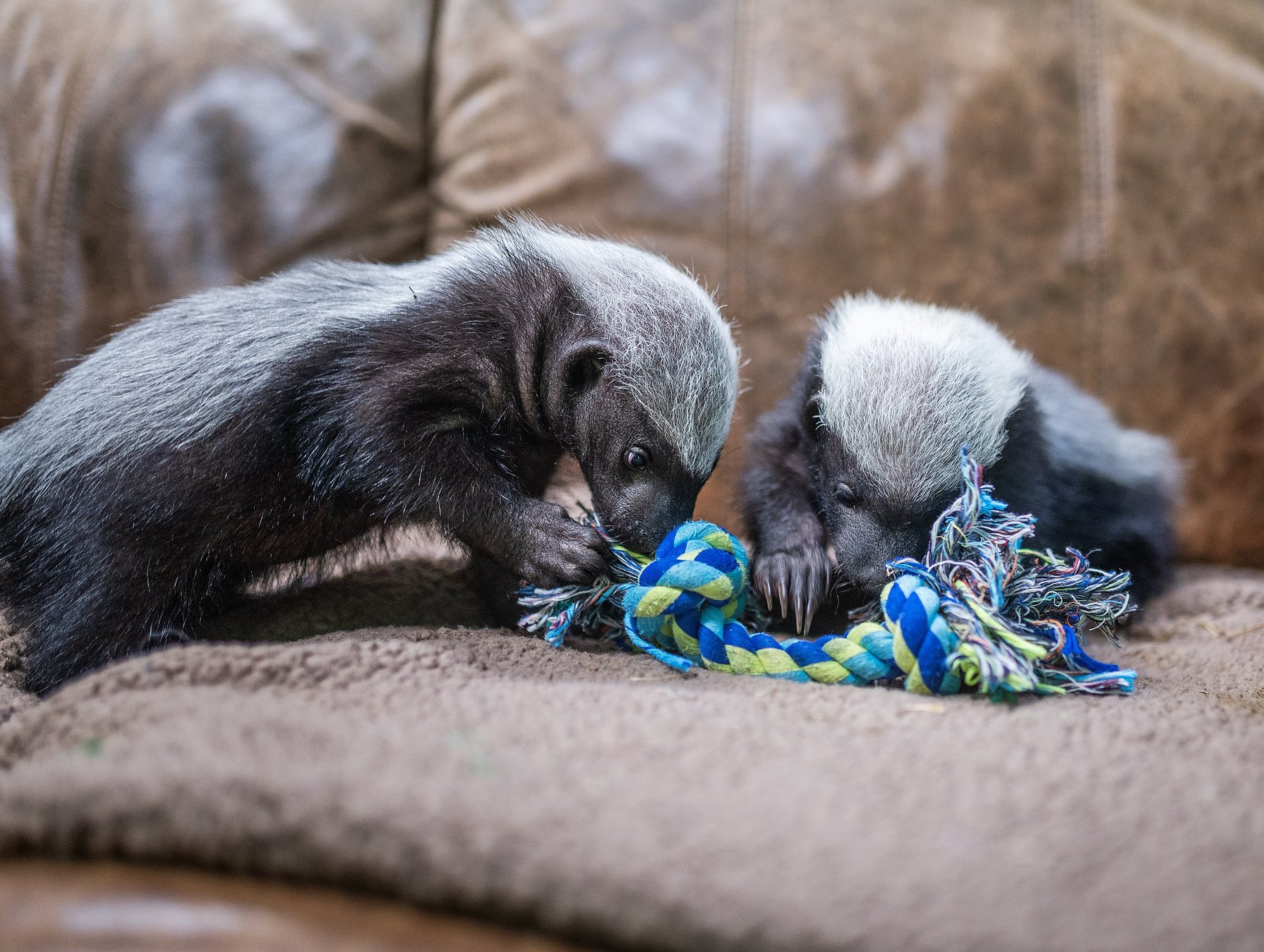 North Georgia Wildlife Park celebrates rare honey badger births ...