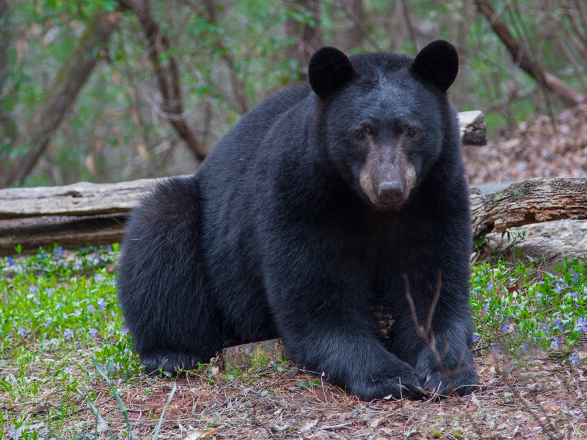 As black bear season approaches in Forsyth County, here’s some advice ...